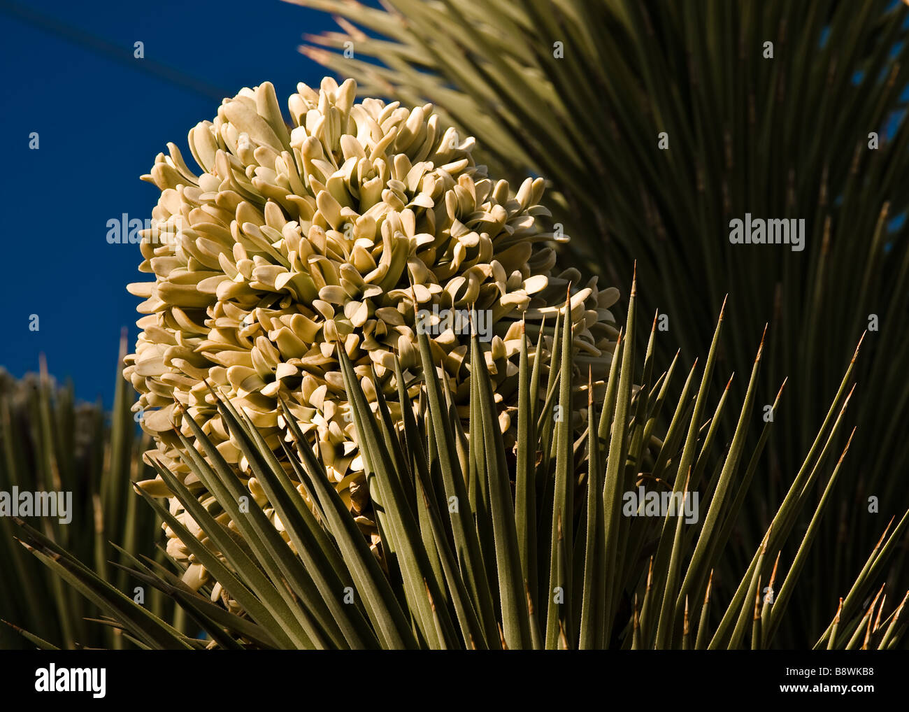 Yucca moth pollinates tree hi-res stock photography and images - Alamy