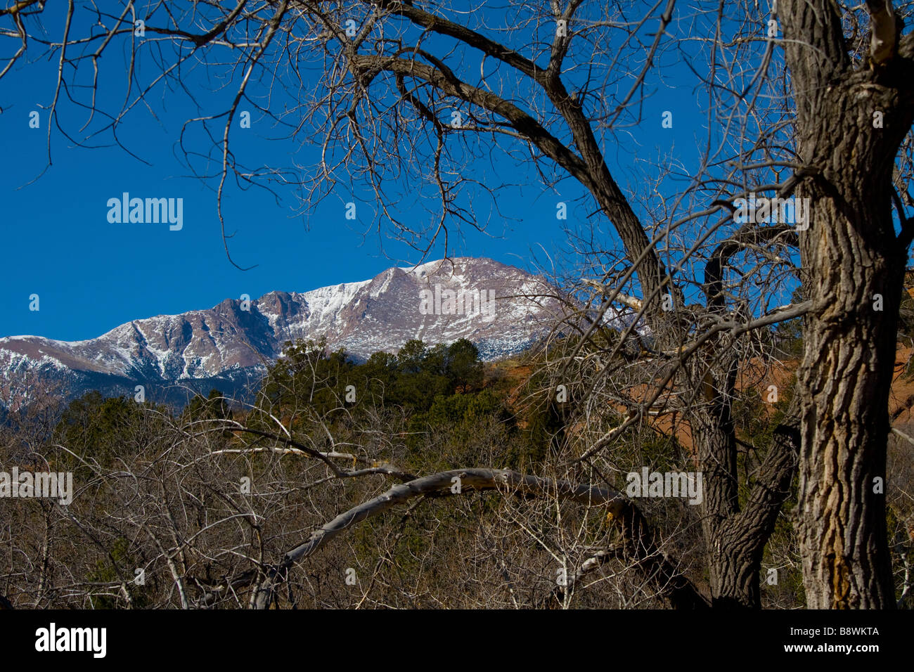 Pike's Peak framed by branches of a Cottonwood tree Stock Photo - Alamy