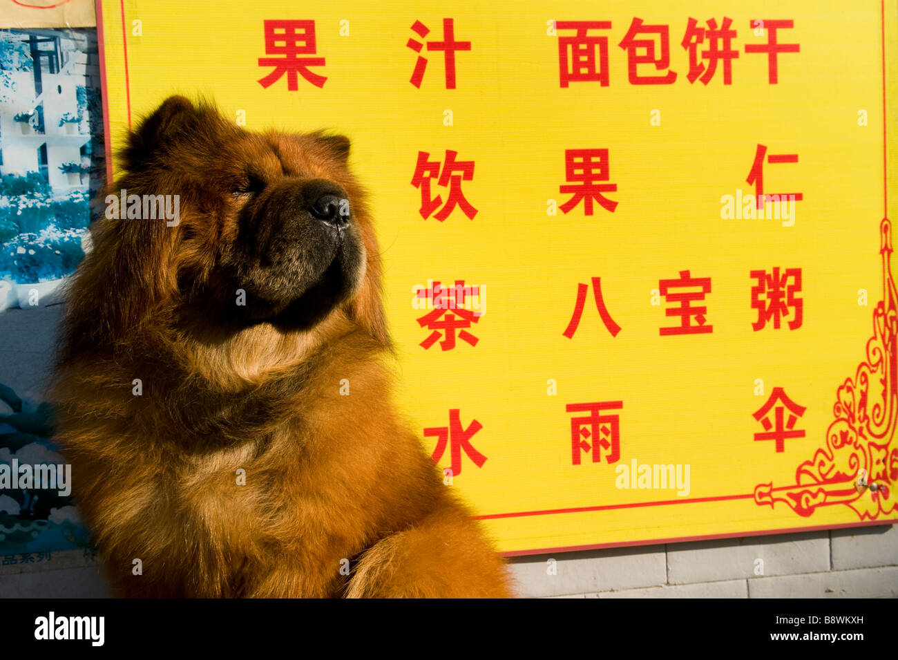 Chinese character for dog hi-res stock photography and images - Alamy
