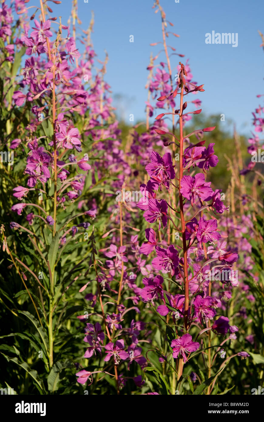 Rosebay willowherb hi-res stock photography and images - Alamy