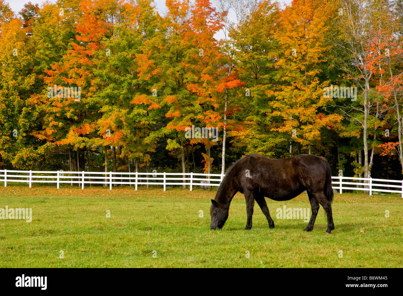 A horse grazing in a pasture with fall foliage at the Cedar Grove Farm ...