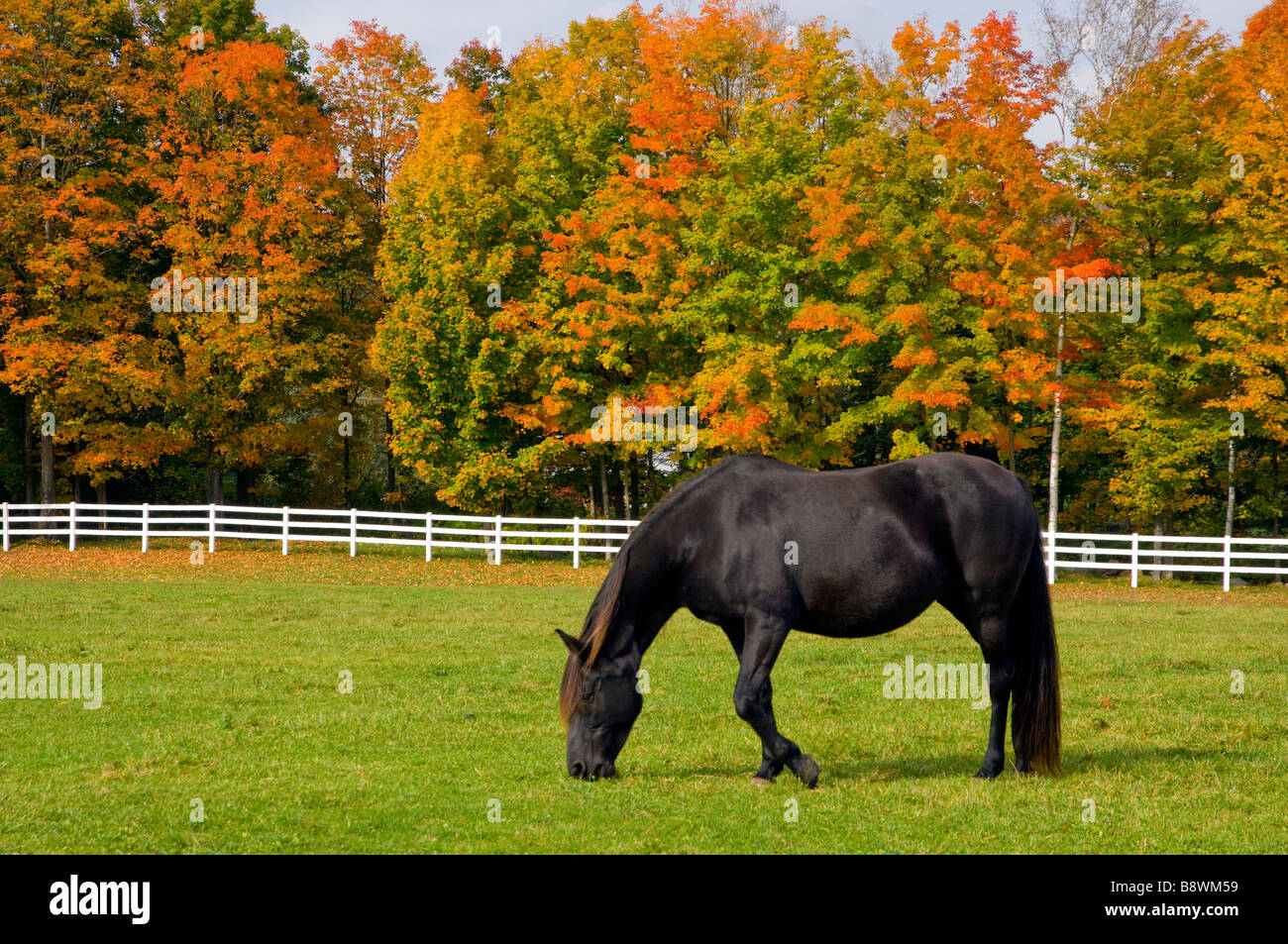 A horse grazing in a pasture with fall foliage at the Cedar Grove Farm ...