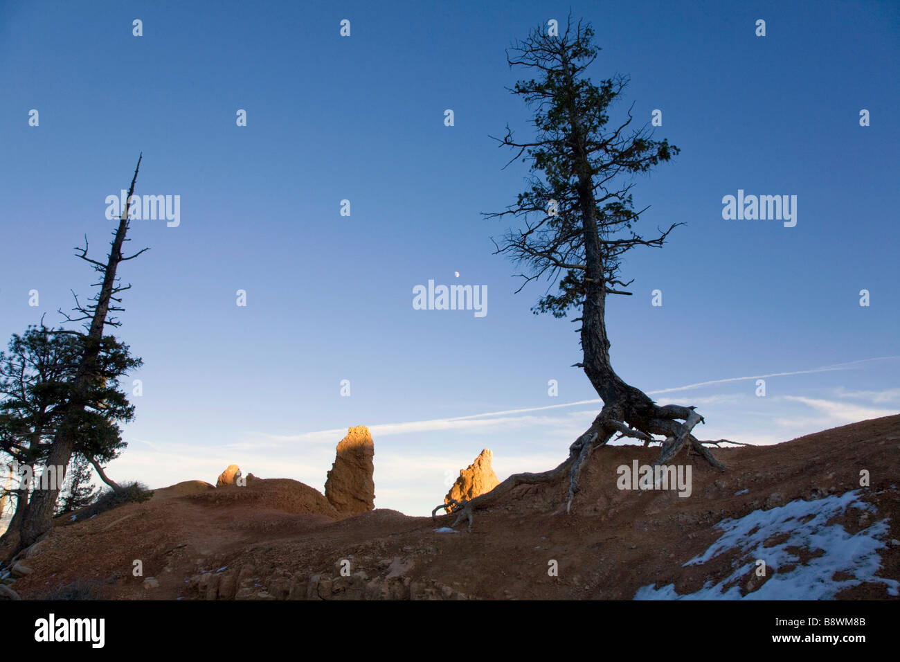 Venerable tree along the Queens Garden Trail in Bryce Amphitheater in ...