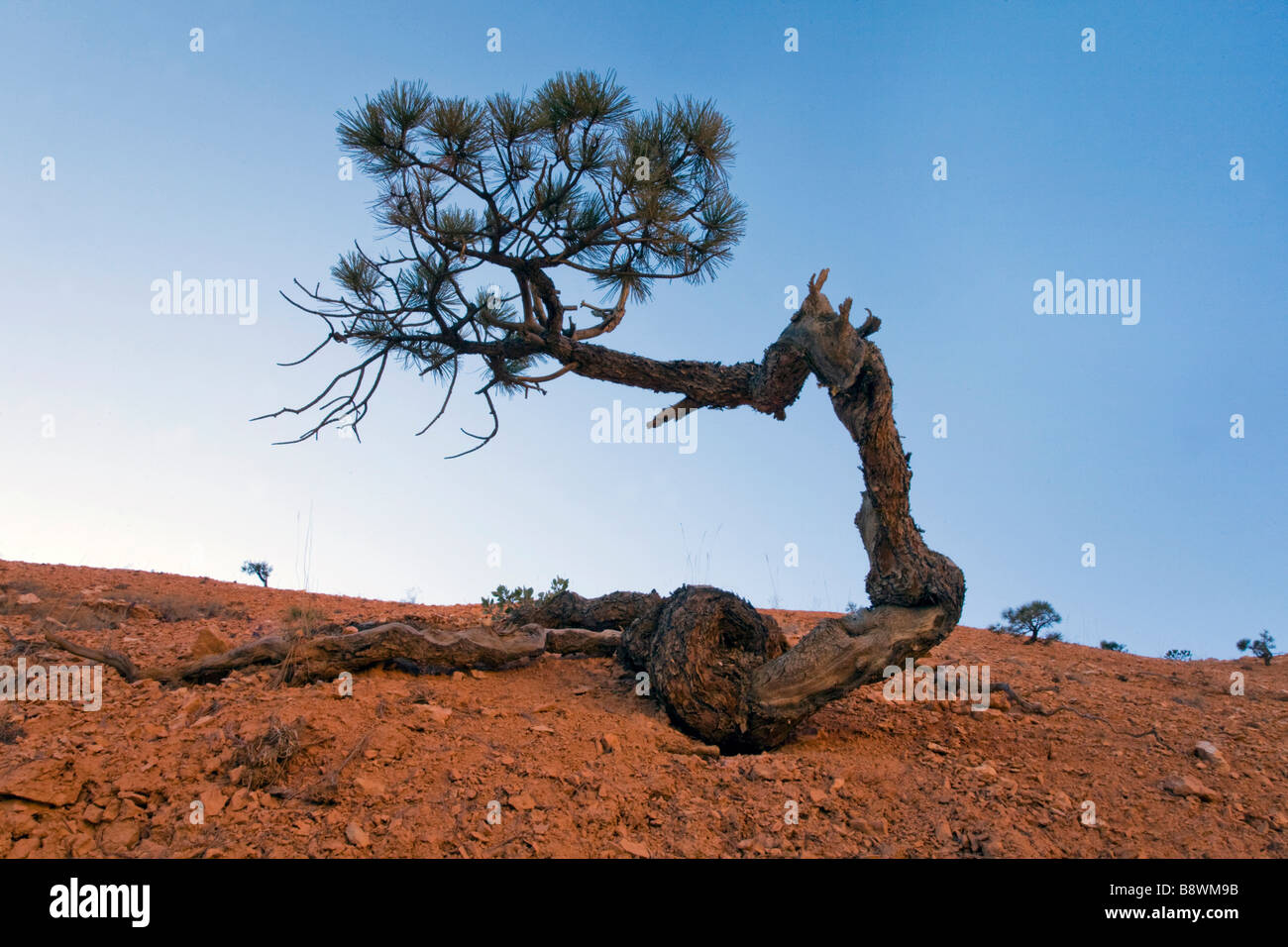 Venerable tree along the Queens Garden Trail in Bryce Amphitheater in ...