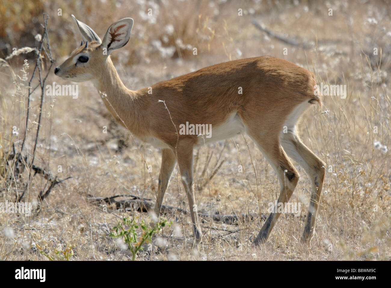 Female steenbok hi-res stock photography and images - Alamy