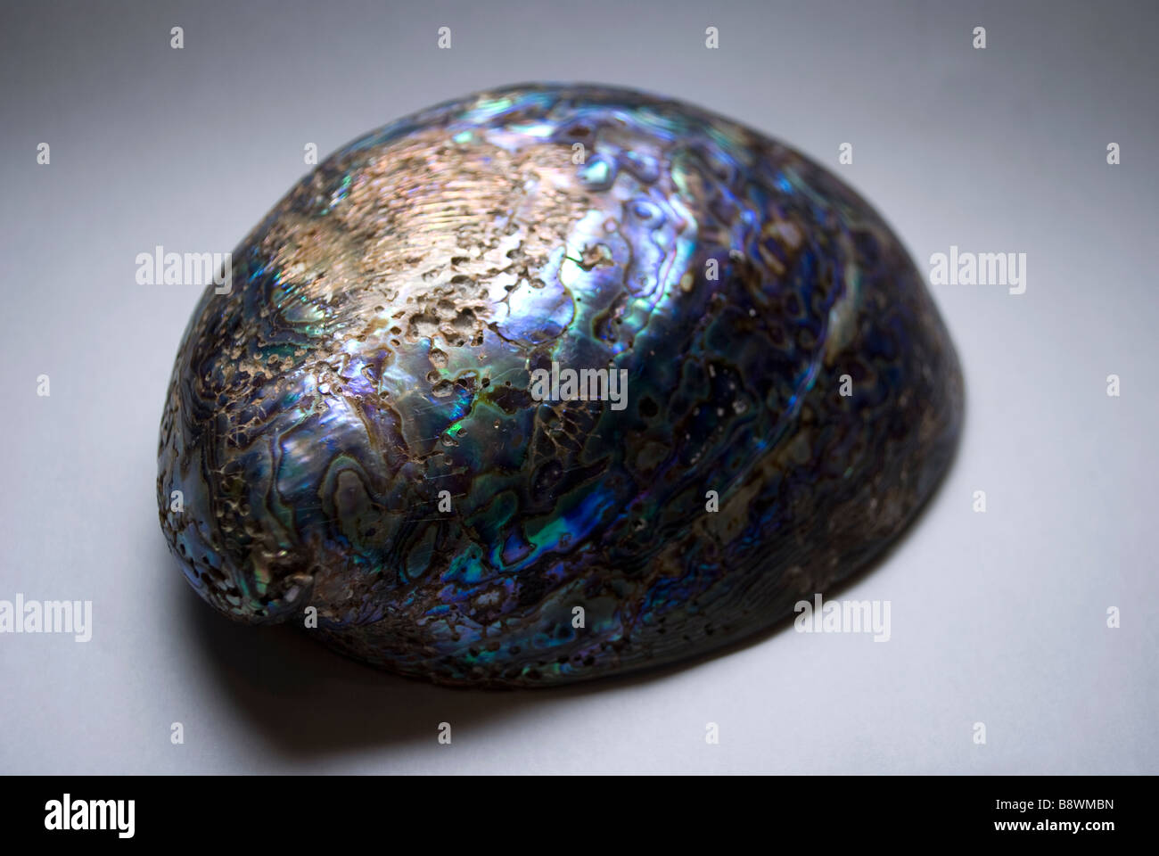 Spineless shell hi-res stock photography and images - Alamy