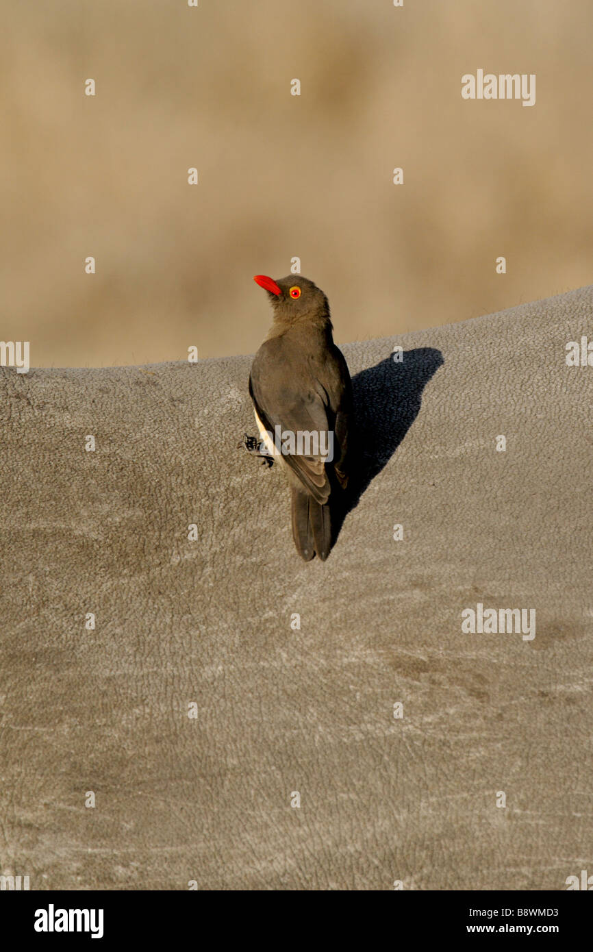 Oxpecker rhino hi-res stock photography and images - Alamy