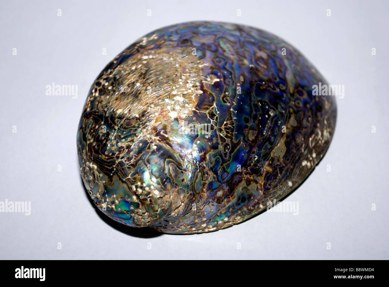 Sea shell 2 Stock Photo - Alamy