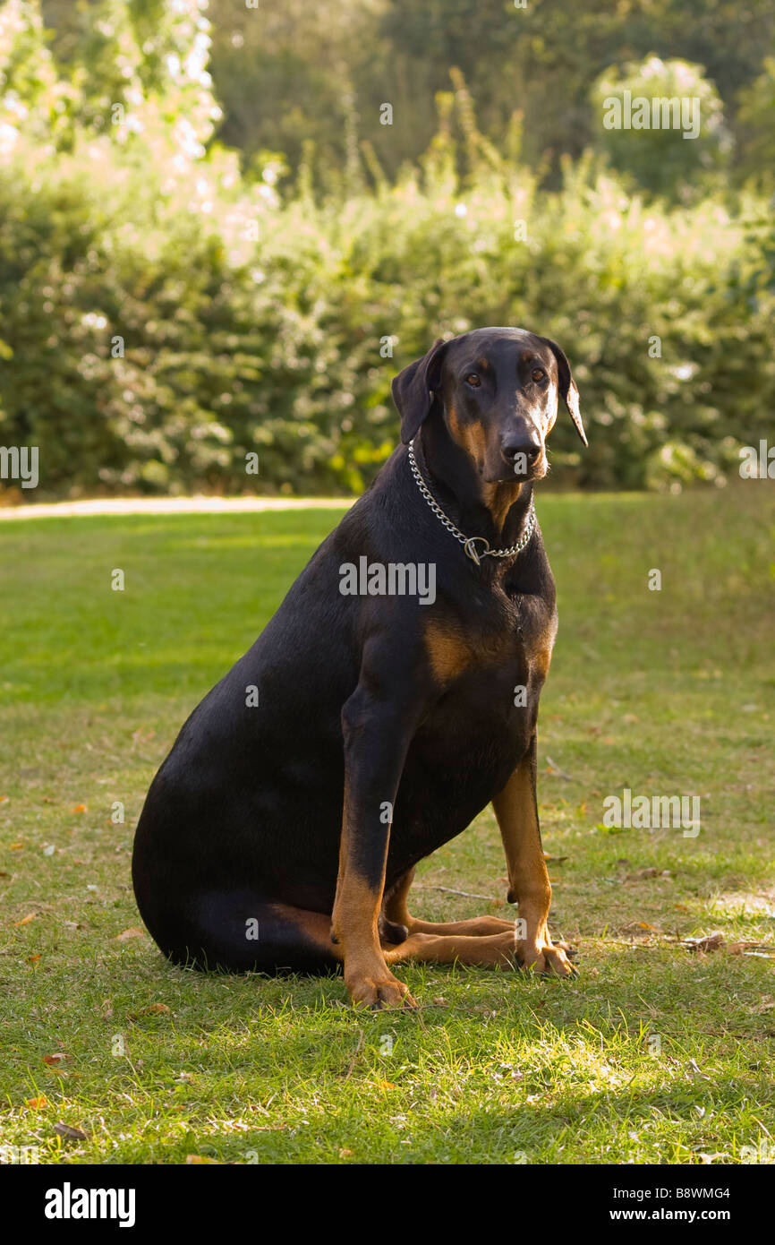 Portrait of a doberman dog Stock Photo - Alamy