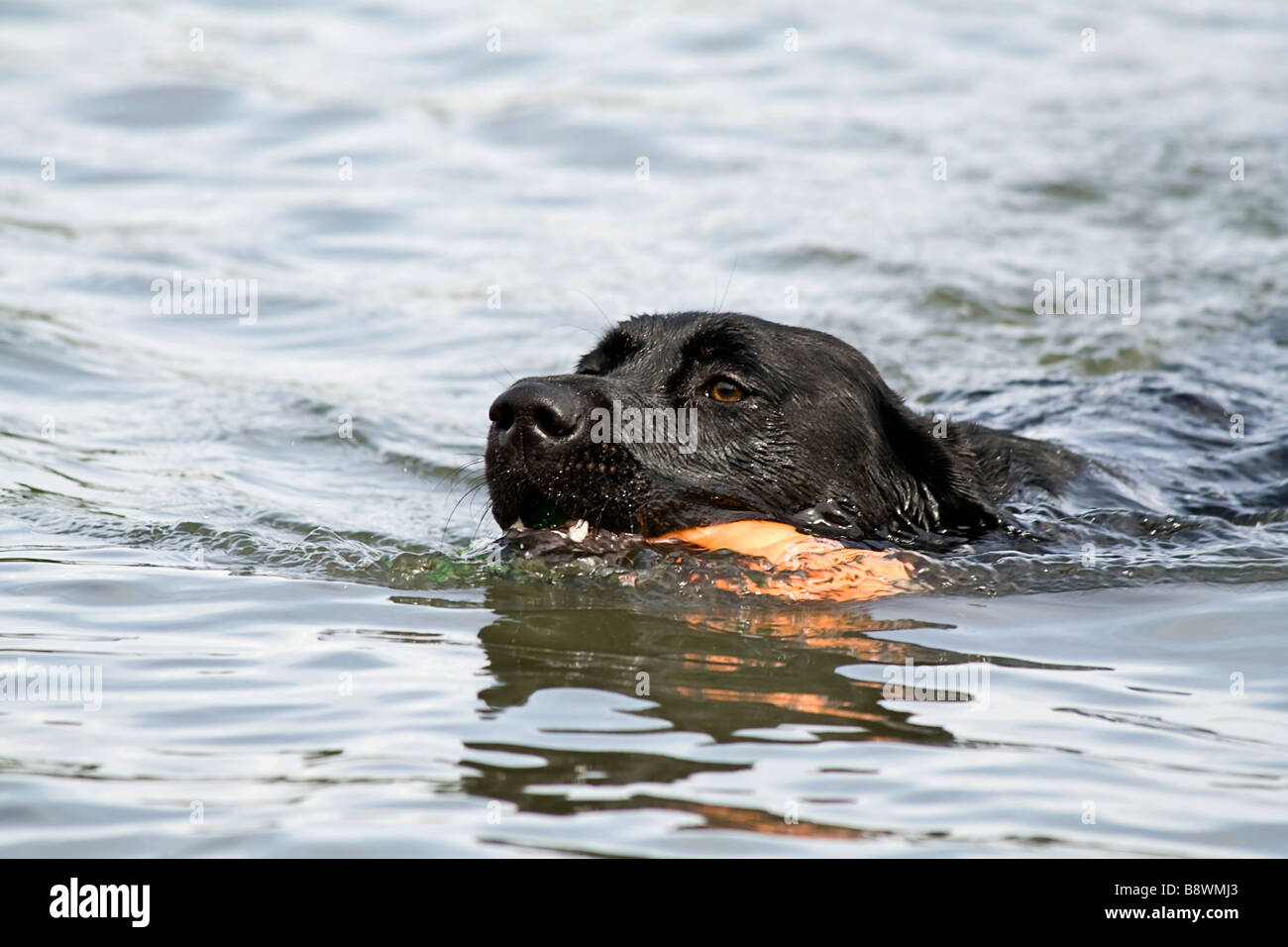 Swimming dog hi-res stock photography and images - Alamy