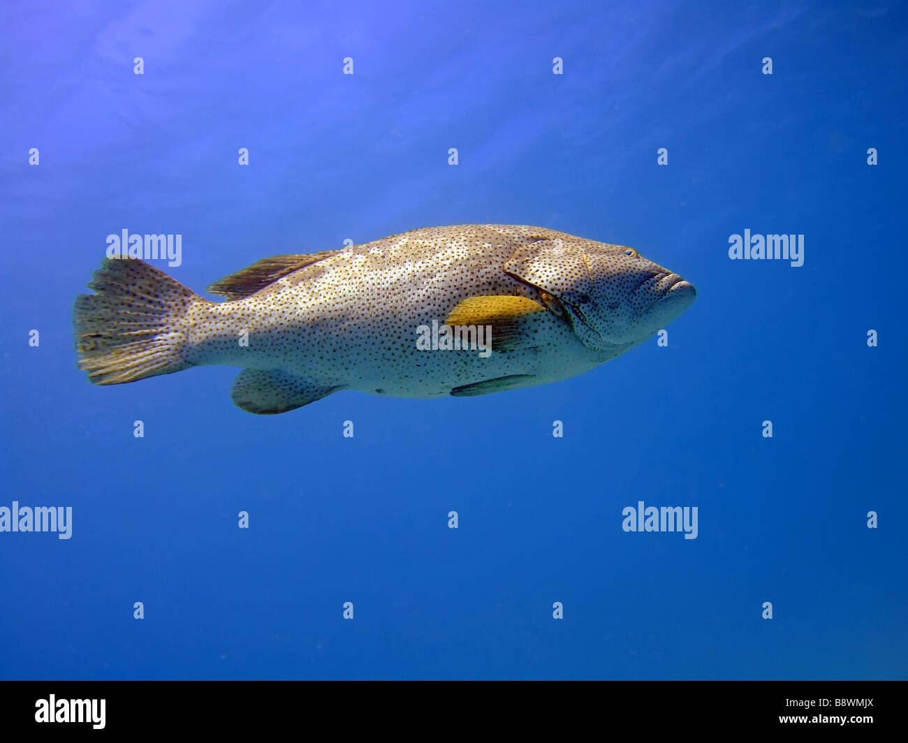 Big grouper in blue Red Sea Stock Photo - Alamy