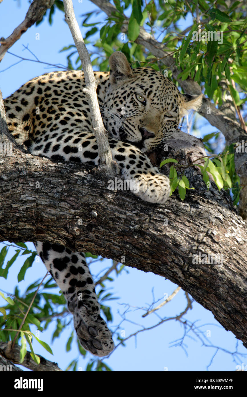 Female Leopard (wild) resting in a tree Stock Photo - Alamy