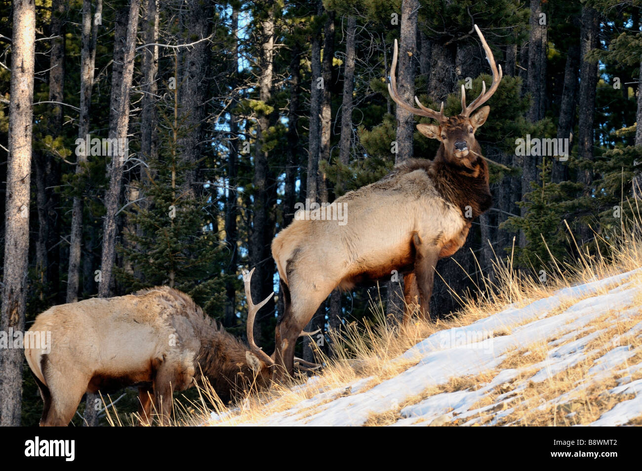 Two adult elk hi-res stock photography and images - Alamy