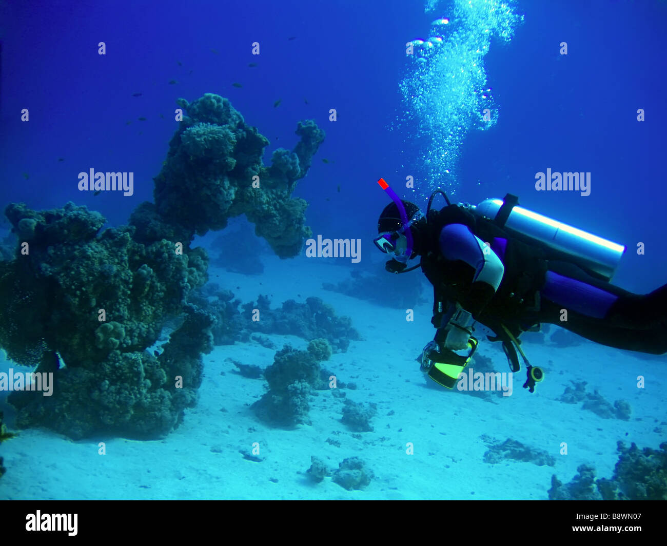 diver in deep with camera underwater photographer Stock Photo - Alamy