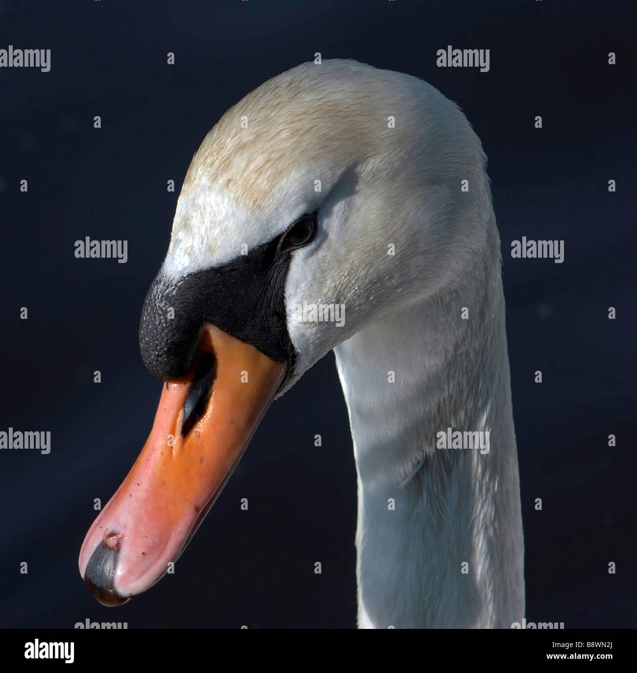 Swan eye hi-res stock photography and images - Alamy