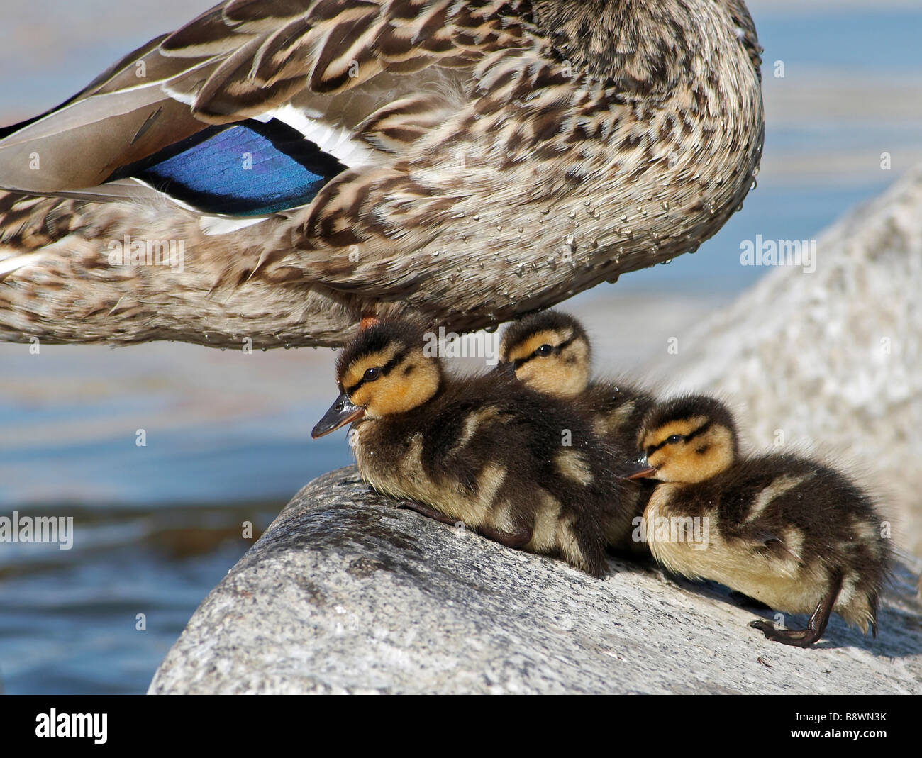 duck with flappers Stock Photo - Alamy