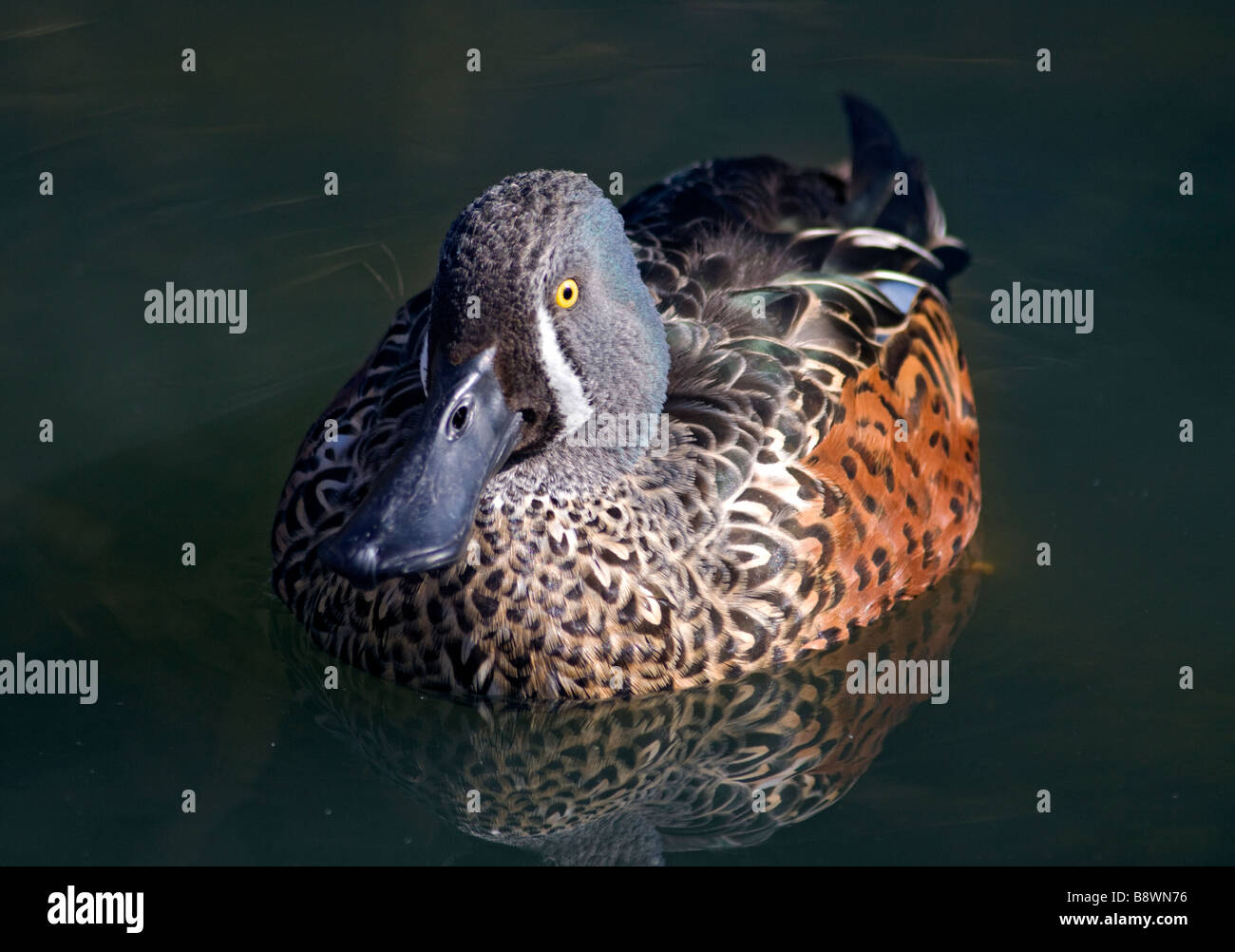 Australian shoveler drake hi-res stock photography and images - Alamy