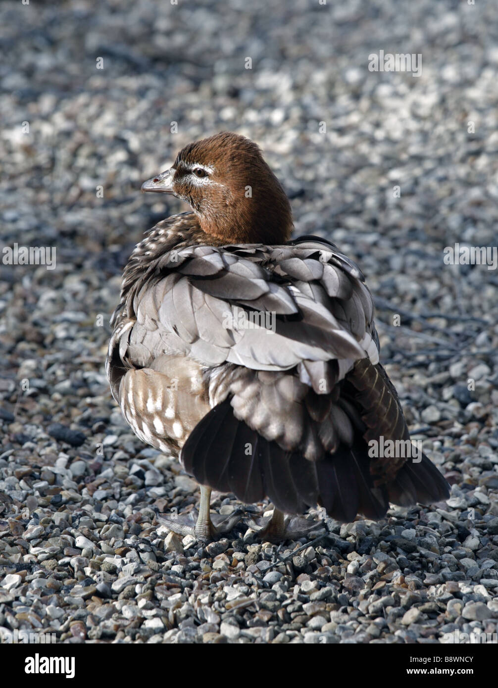Australian wood ducks chenonetta hi-res stock photography and images ...