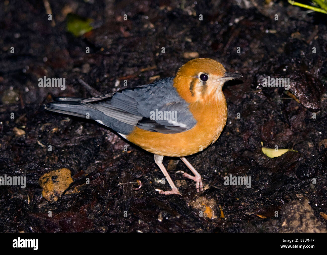 Orange-Headed Thrush male (zoothera citrina Stock Photo - Alamy