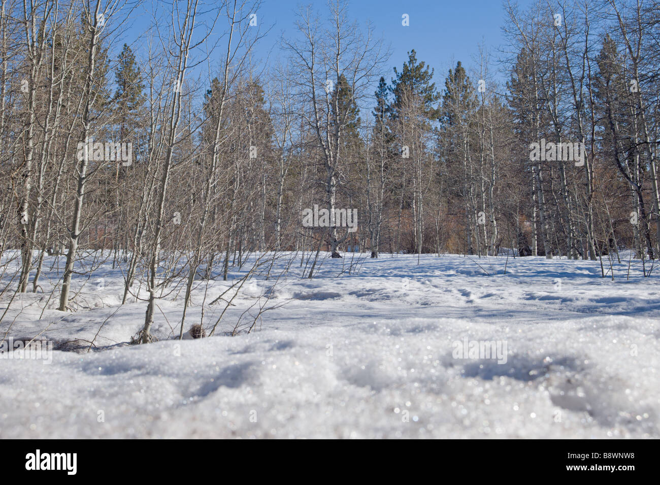 Snow covered field with pine trees Stock Photo - Alamy