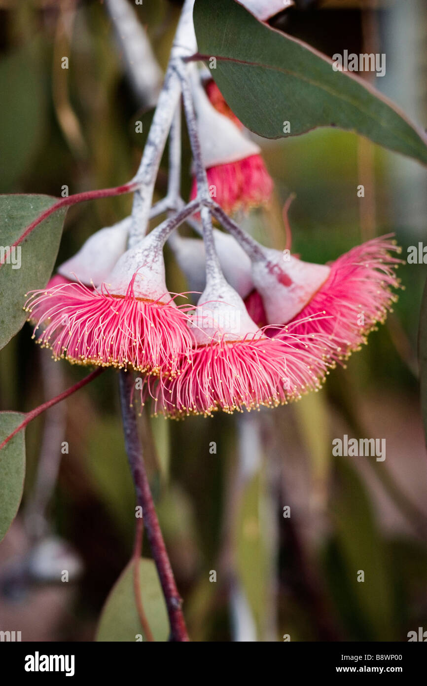 Flowering eucalyptus caesia Stock Photo - Alamy