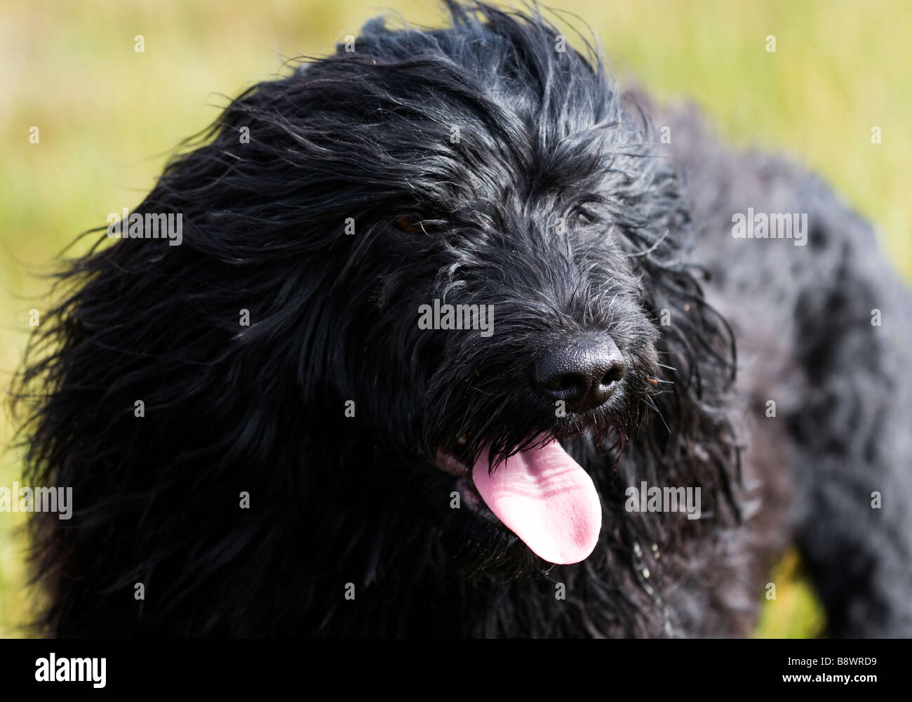 Are Cantabrian Water Dog Noisy
