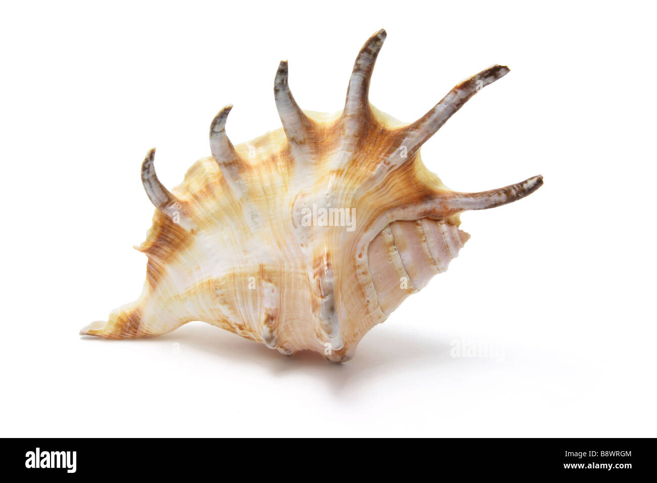 Spider conch hi-res stock photography and images - Alamy