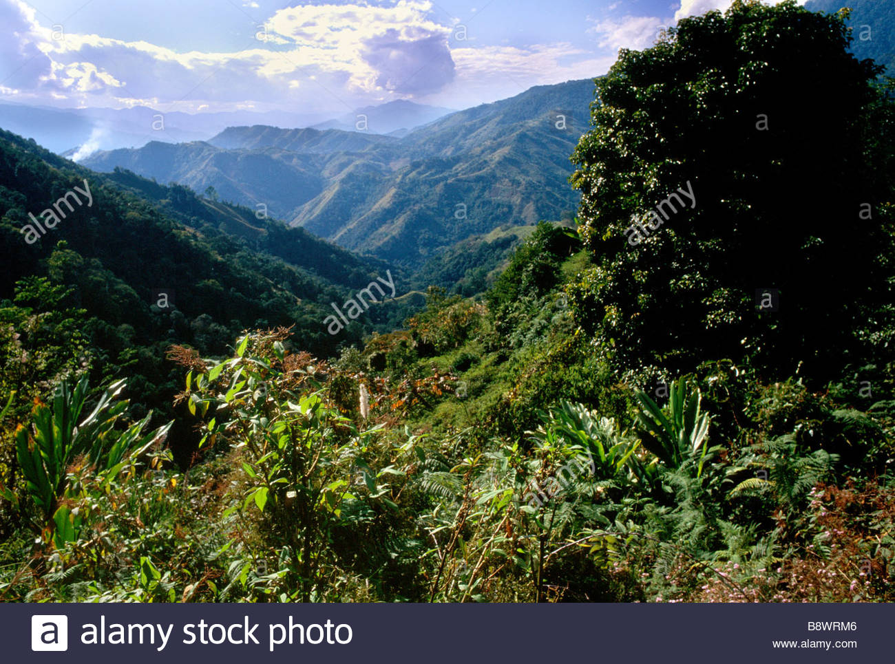 rainforest , arunachal pradesh, india, asia Stock Photo: 22695014 - Alamy