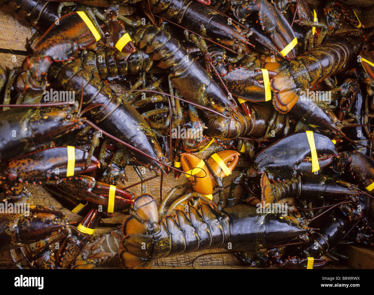 Lobsters Maine USA Stock Photo - Alamy