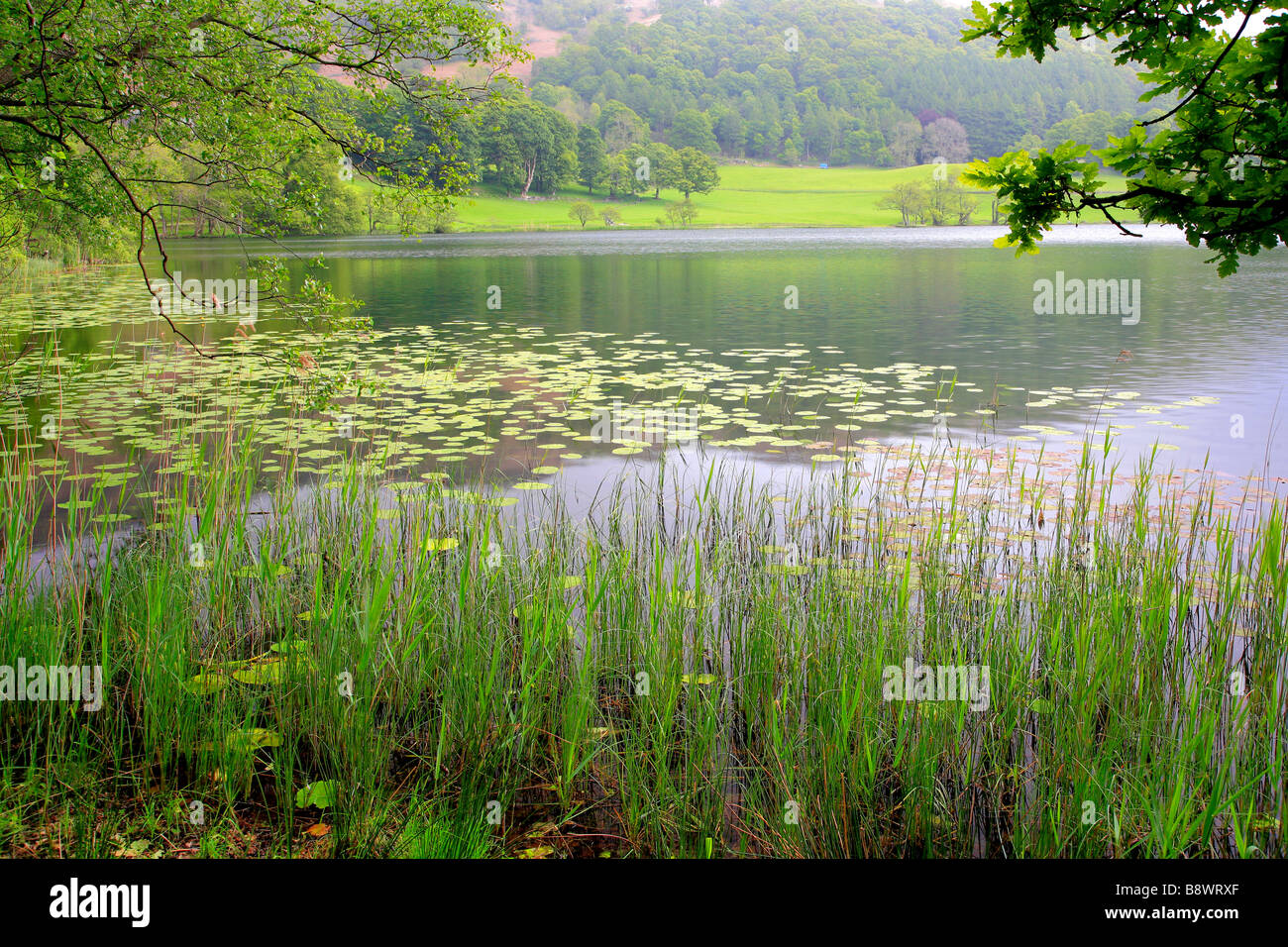 Spring Landscape of Loughrigg Tarn Lake District National Park Cumbria ...