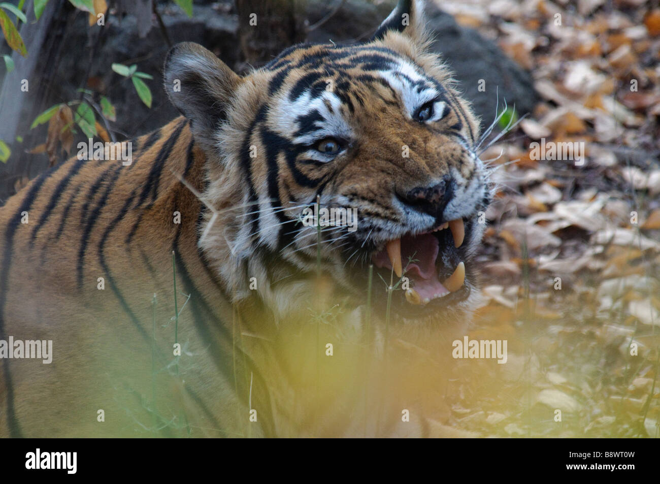 Panthera tigris tigris teeth hi-res stock photography and images - Alamy