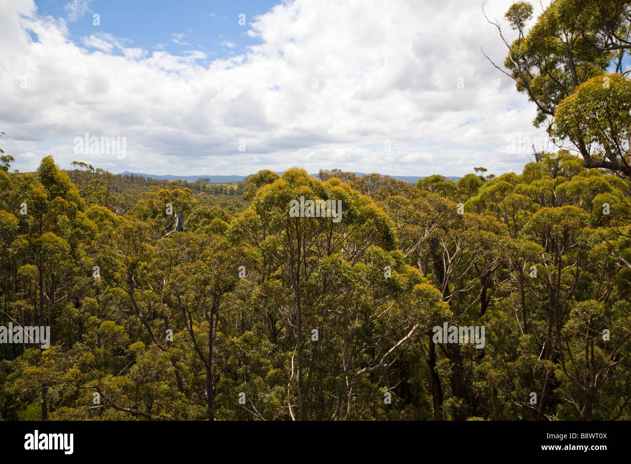Tree top walk hi-res stock photography and images - Alamy