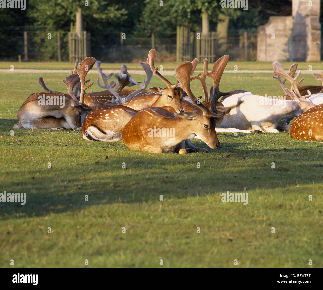Fallow deer pics hi-res stock photography and images - Alamy