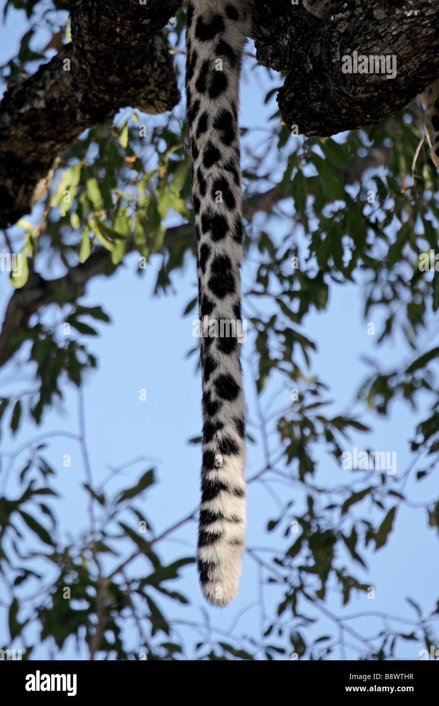 Female Leopard's tail hanging down from a tree (wild Stock Photo - Alamy