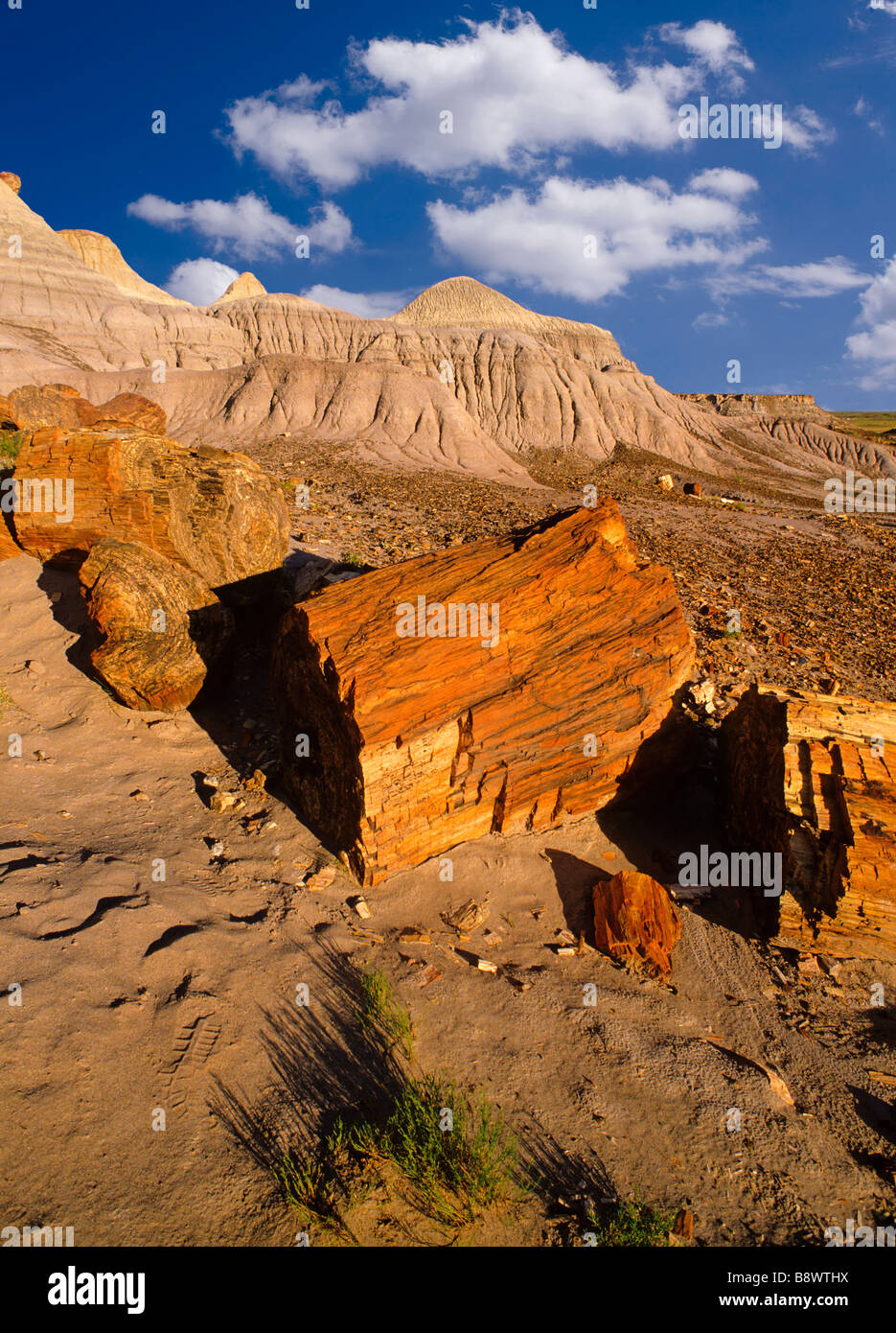 Petrified Forest National Park AZ USA Stock Photo - Alamy