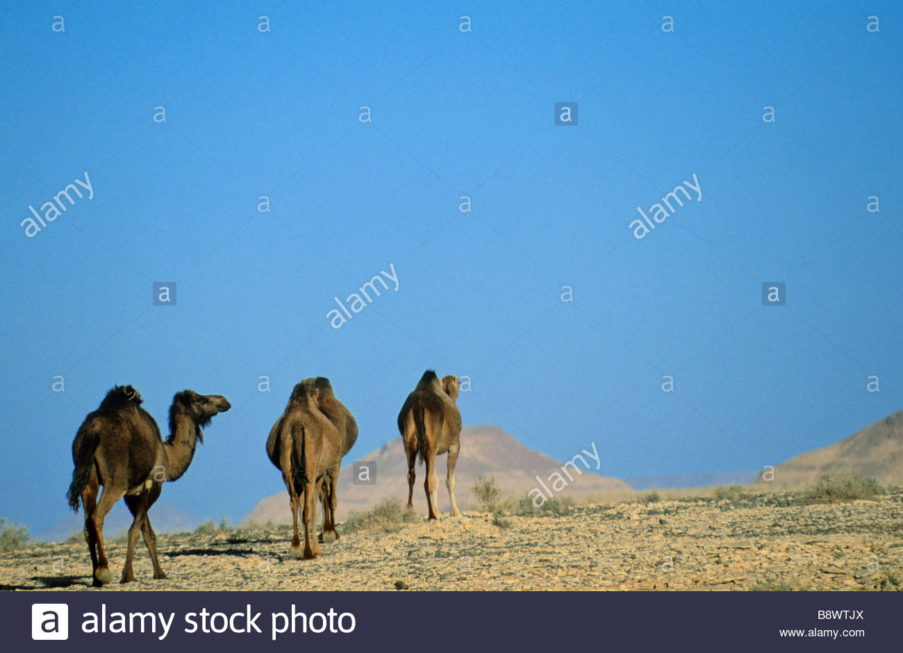 Sahara Desert Fauna High Resolution Stock Photography and Images - Alamy