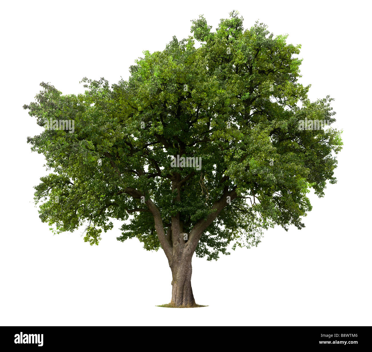 Apple tree Cut Out Stock Images & Pictures - Alamy