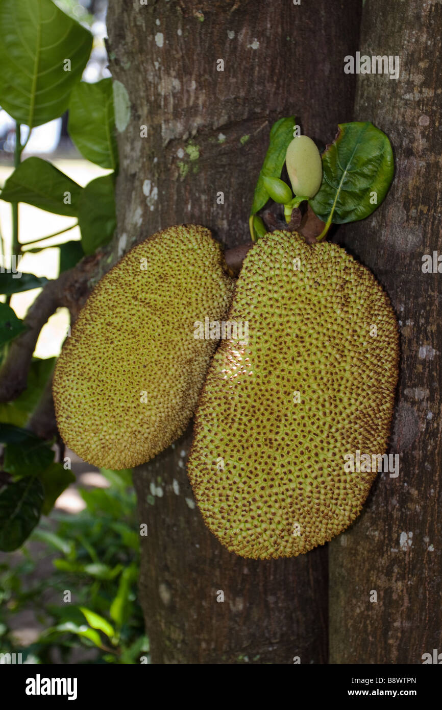 Jackfruit on the trunk of a backgarden tree Sabah Malaysia Stock Photo ...