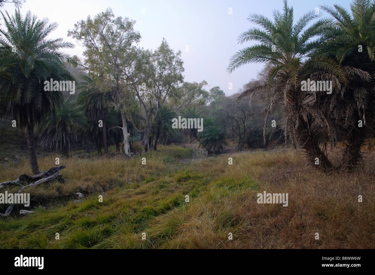Small patch of tropical vegetation with palm-trees in Ranthambore ...