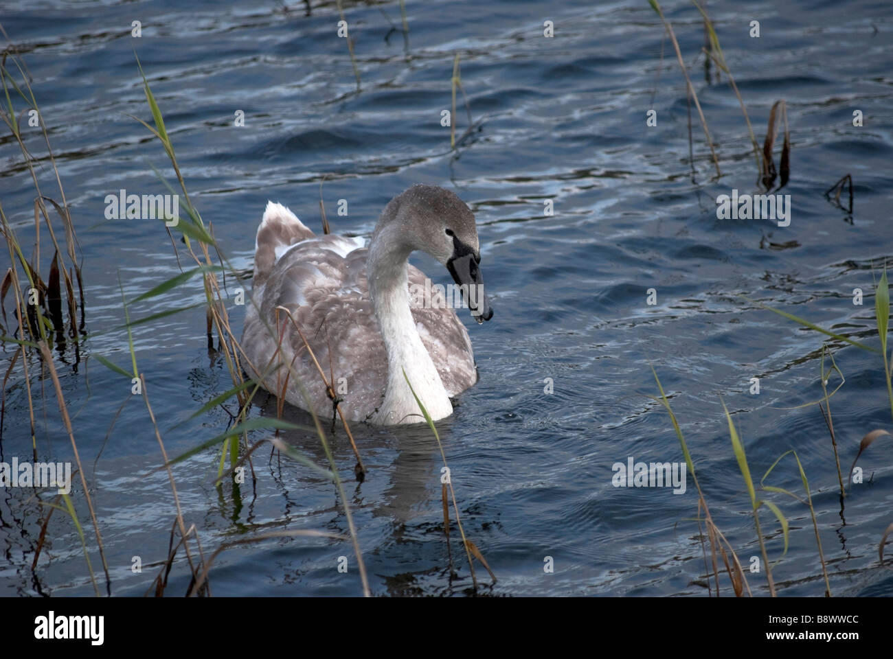 a swan swimming on water Stock Photo - Alamy