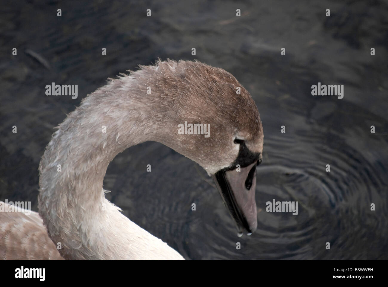 a swan swimming on water Stock Photo - Alamy