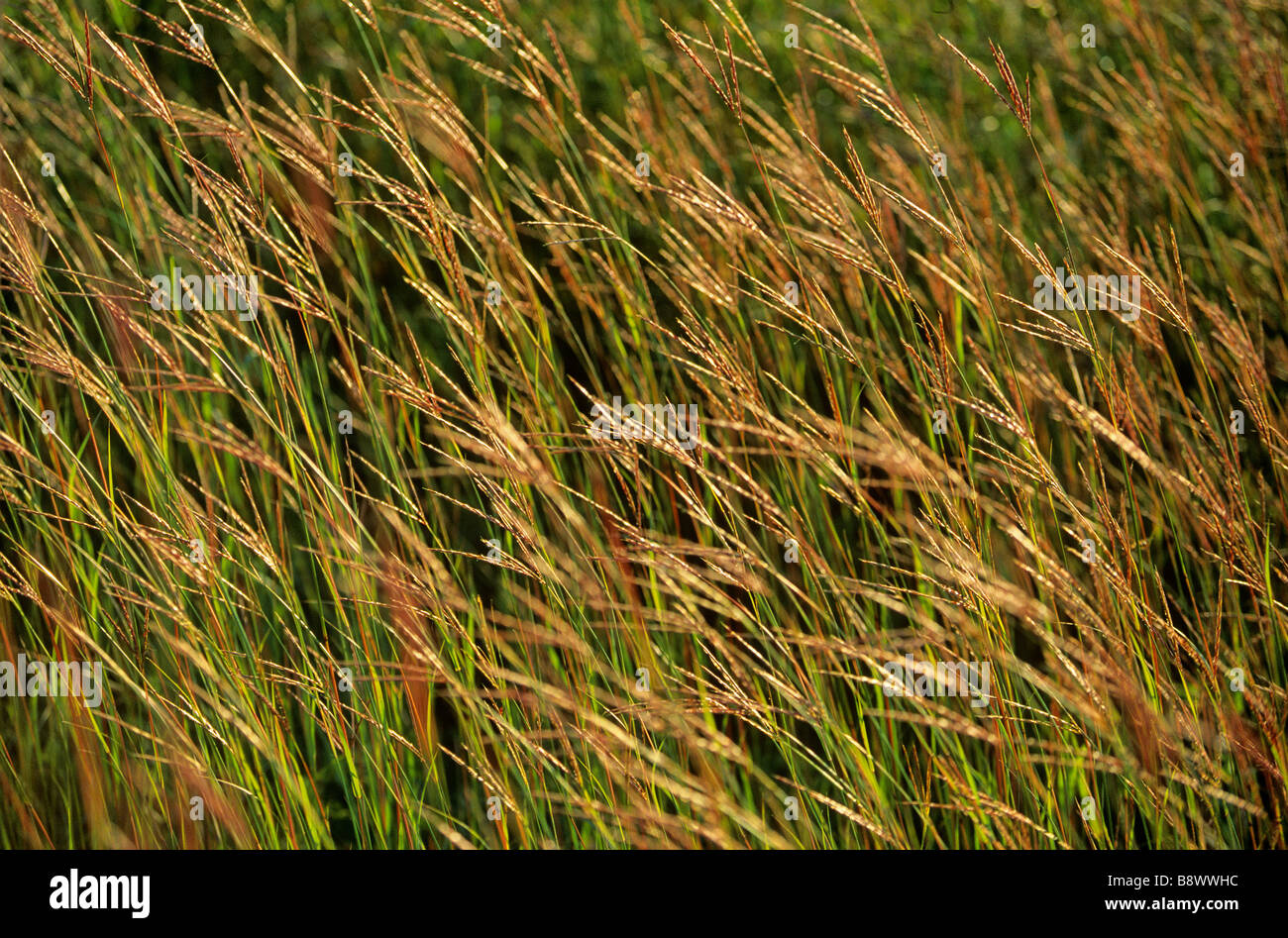 Big Bluestem grass Andropogon gerardii, Tallgrass Prairie, Hole In The ...