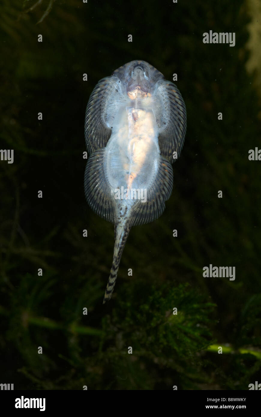 SEWELLIA LINEOLATA CHINESE HILL STREAM LOACH Stock Photo - Alamy