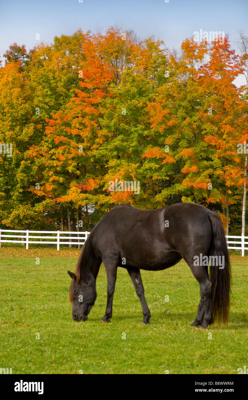 A horse grazing in a pasture with fall foliage at the Cedar Grove Farm ...
