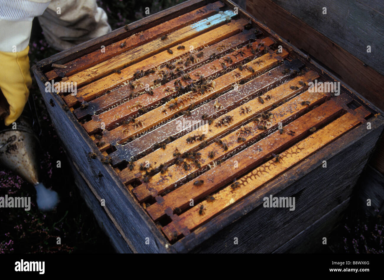 Honey bee swarming hi-res stock photography and images - Alamy