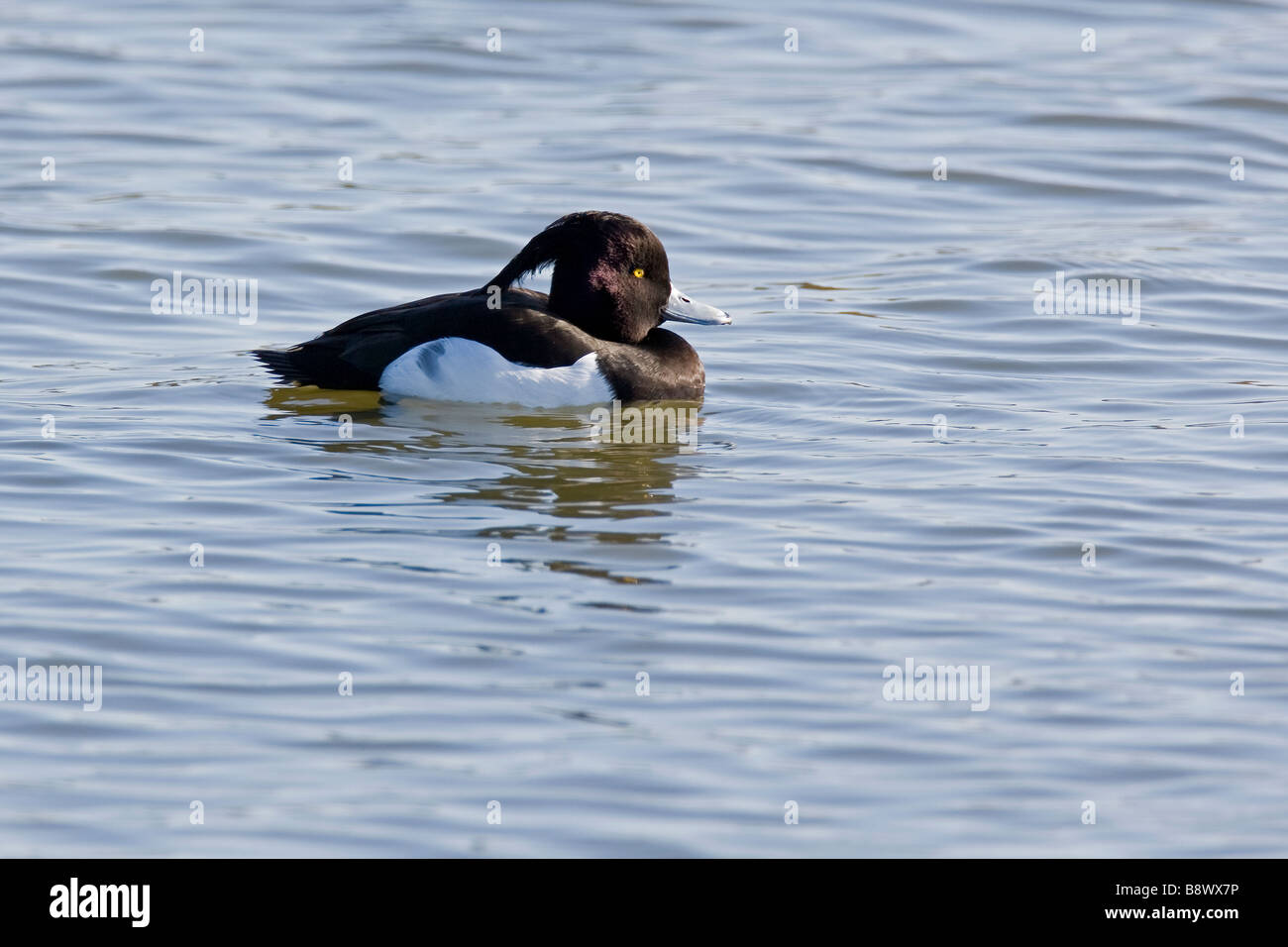 Anatidae wildlife hi-res stock photography and images - Alamy