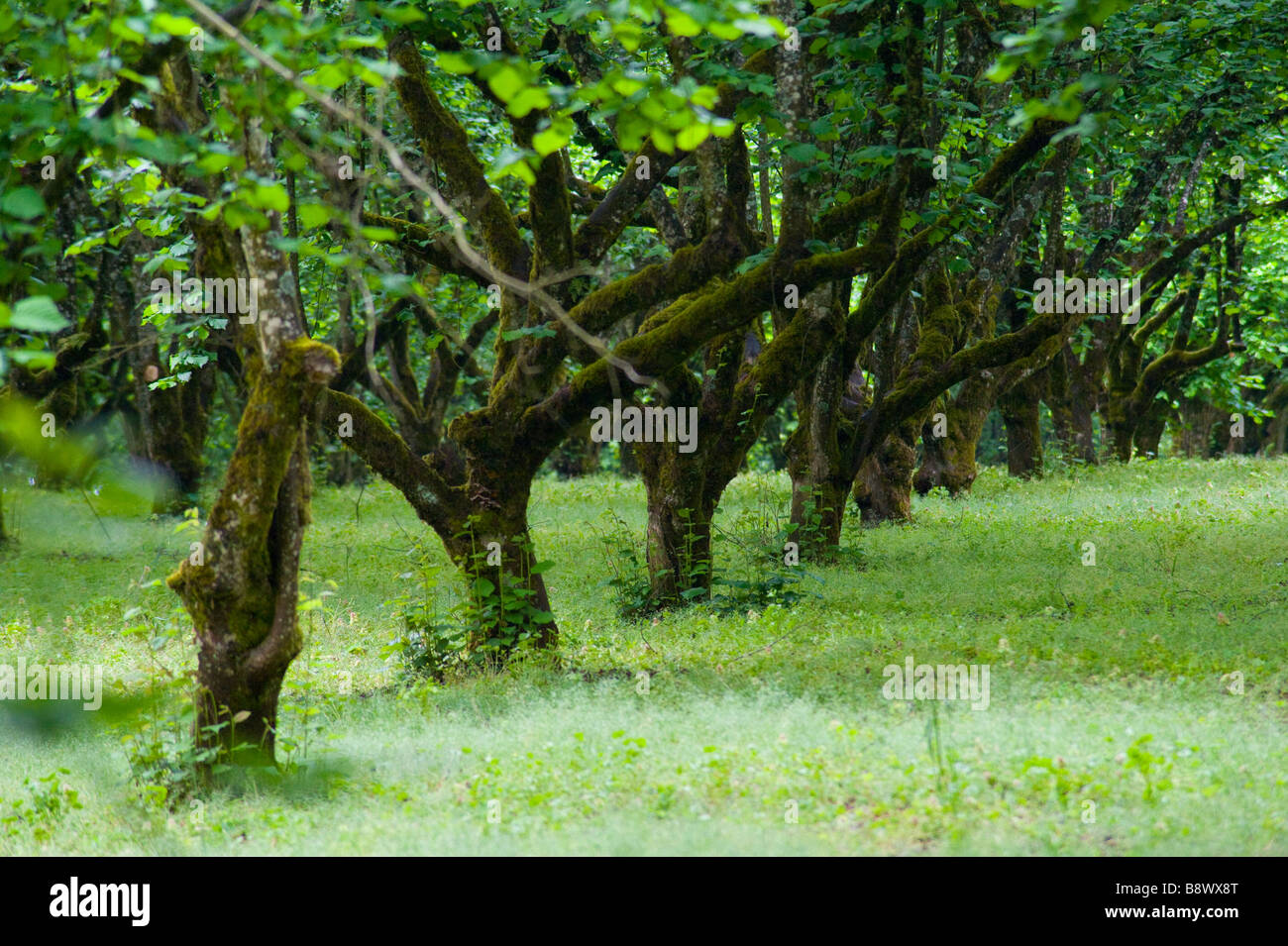 Filbert leaf hi-res stock photography and images - Alamy