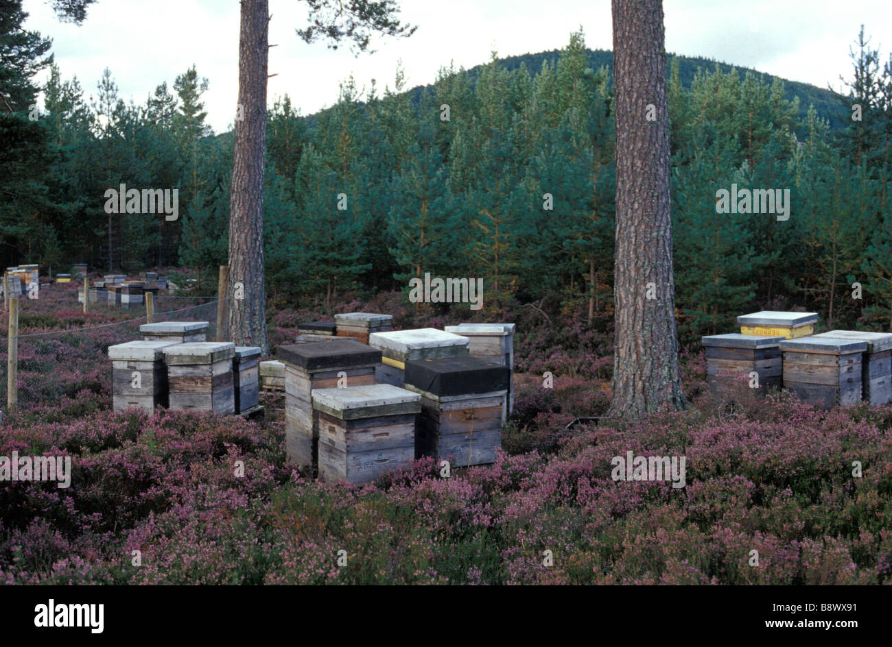 Beehives on a heather moor in the Highlands of Scotland Stock Photo - Alamy