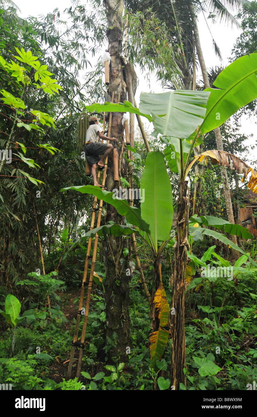 Farmer climbing up to palm tree by ladder to pick up fermented palm ...