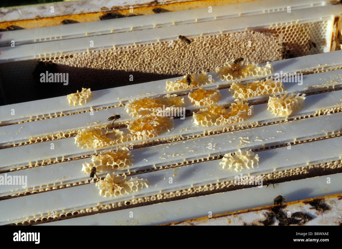Honey combs in a beehive Stock Photo - Alamy